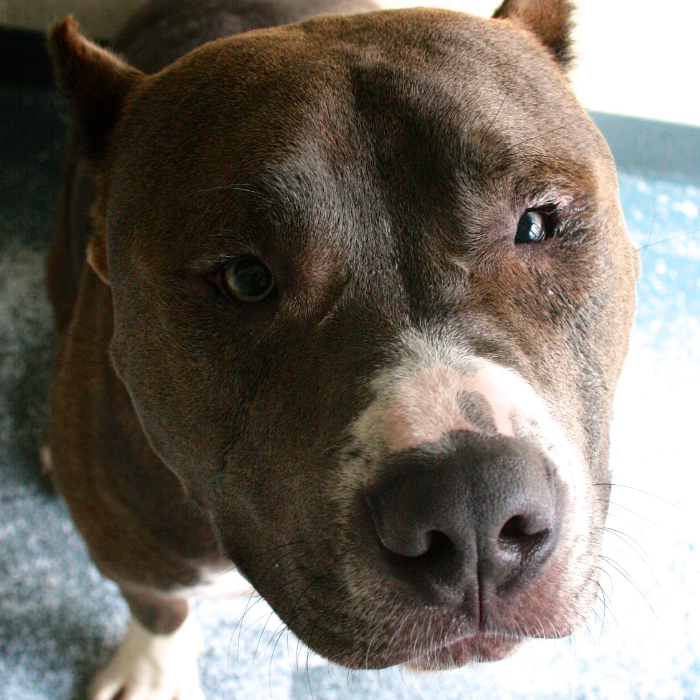 Ziggy's Entropion Surgery! by Family Dog Rescue - Indiegogo