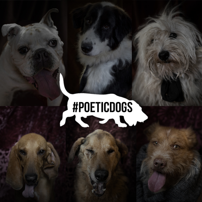 POETIC DOGS by Marta Magnetti Codrai - Indiegogo