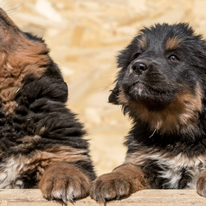 Mongolian Bankhar Dog Project - one year funding by Kate Fritz - Indiegogo