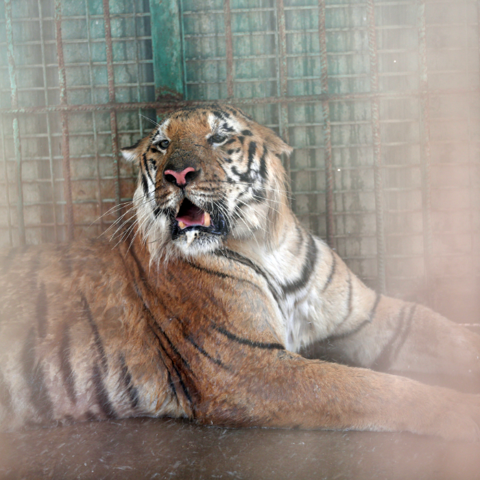 Save ALL the Animals of Gaza's Khan Younis Zoo by Robert Ware - Indiegogo
