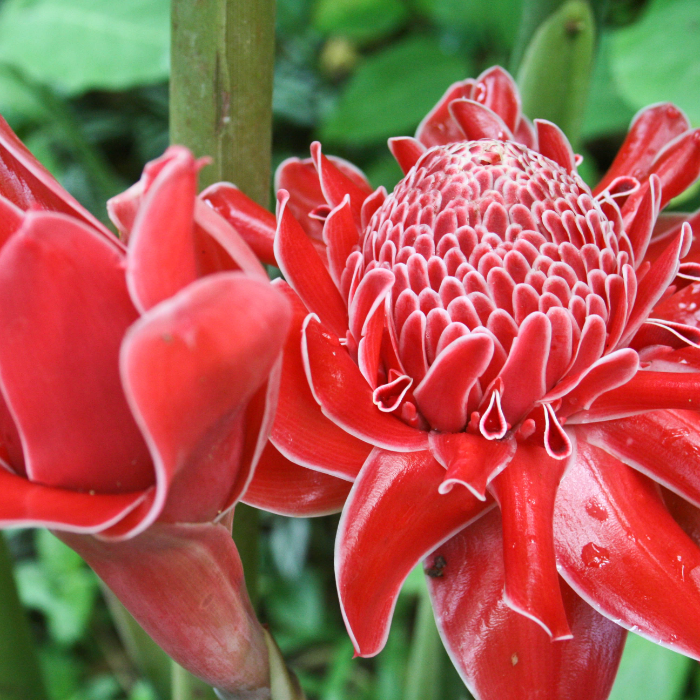 Hidden Treasures of Laos by PTK Botanical Garden - Indiegogo