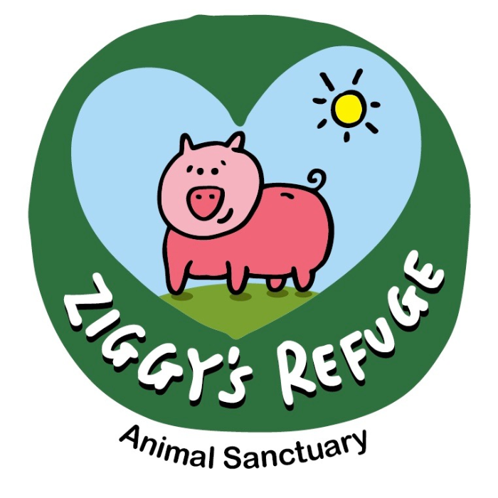 Ziggy the Traveling Piggy - Farm Sanctuary by Kristin Hartness - Indiegogo
