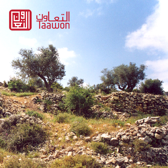 Plant an Olive Tree in Palestine by Welfare Association (Taawon ...