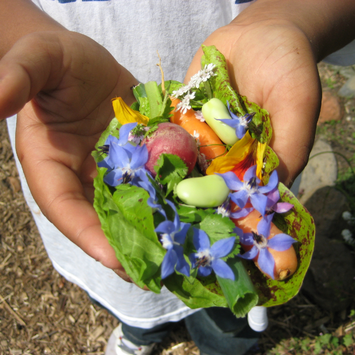 The Story of the Garden Weedo by Rivka Mason - Indiegogo