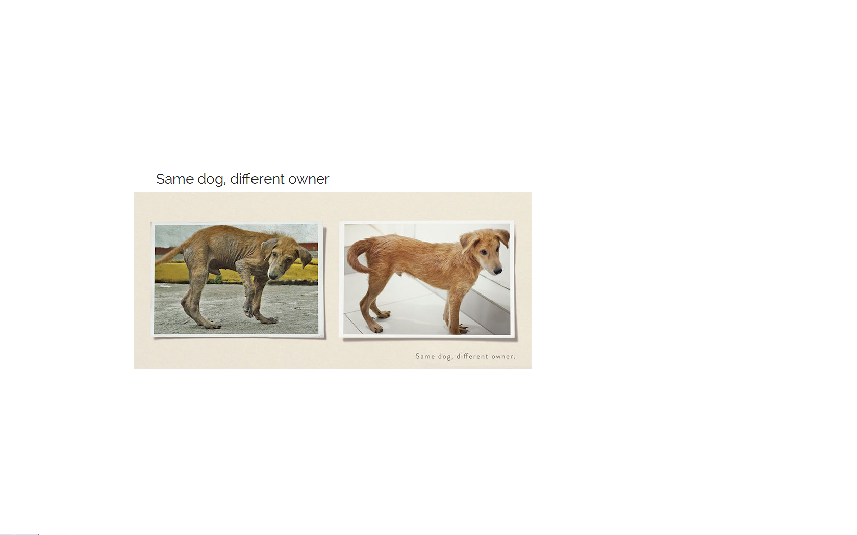 Building shelters for dogs by Business Addiction - Indiegogo