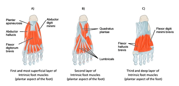 Novabow Foot Strengthening System by Gerrard Farrell - Indiegogo