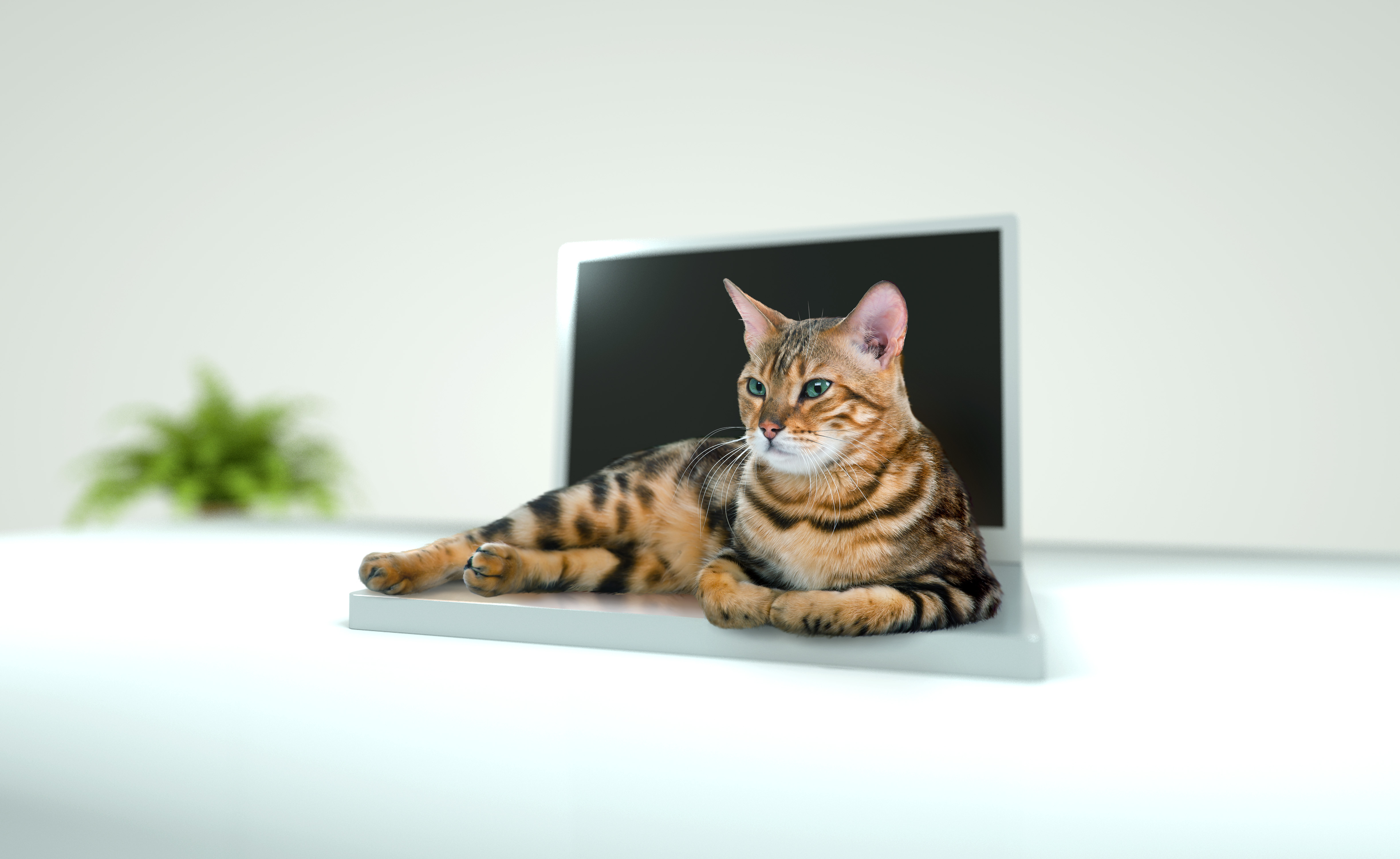 Cattop - The First Laptop Bed For Your Cat! by The Cattop - Indiegogo